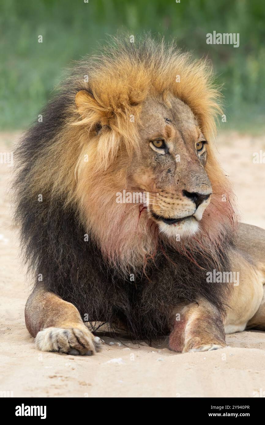 Lion (Panthera leo), Kgalagadi Transfrontier Park, Northern Cape, South ...