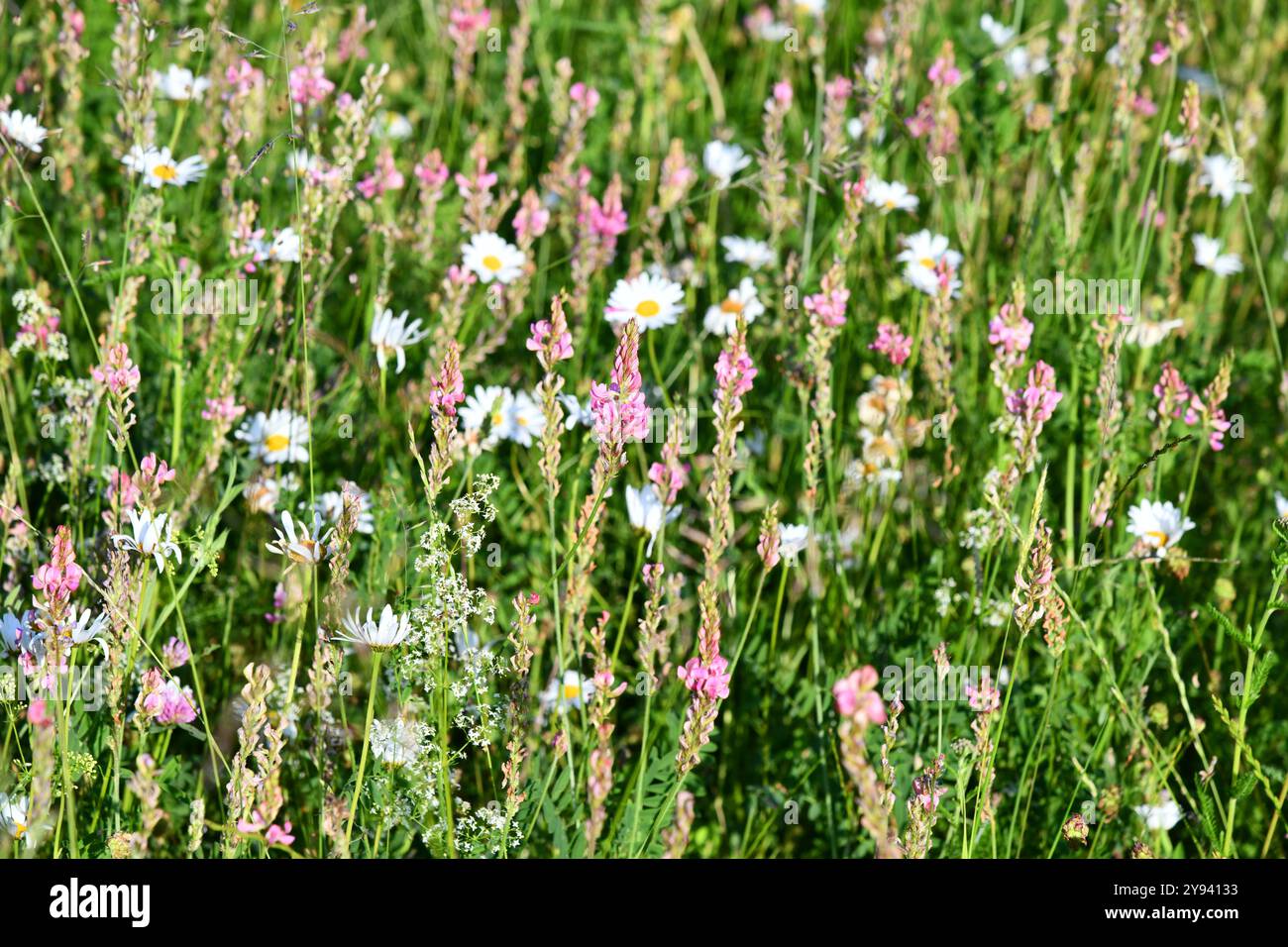 summer wildflower meadow a paradise for insects Stock Photo - Alamy