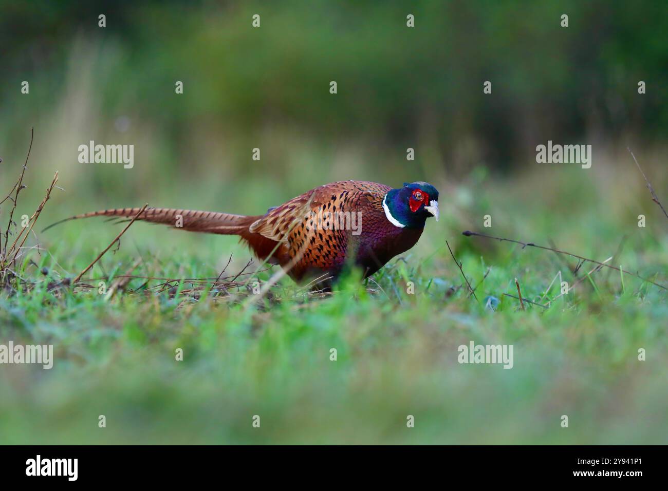 Male ring necked pheasant bird hi-res stock photography and images - Alamy