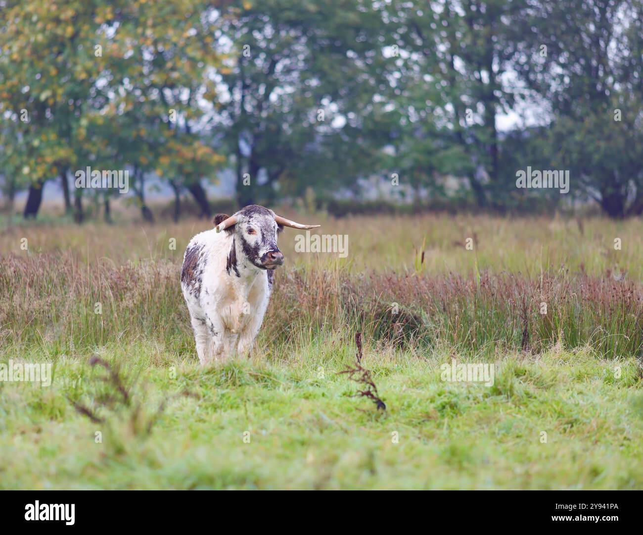 English Longhorn Cow (Bos primigenius Stock Photo - Alamy