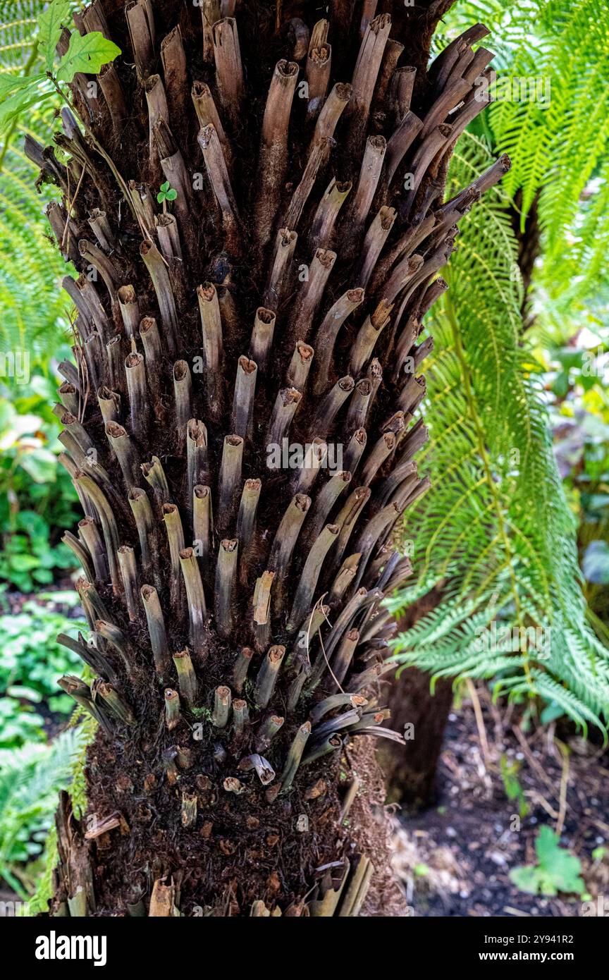 Dicksonia antarctica, Dicksoniaceae, Balantium antarcticum, soft tree ...