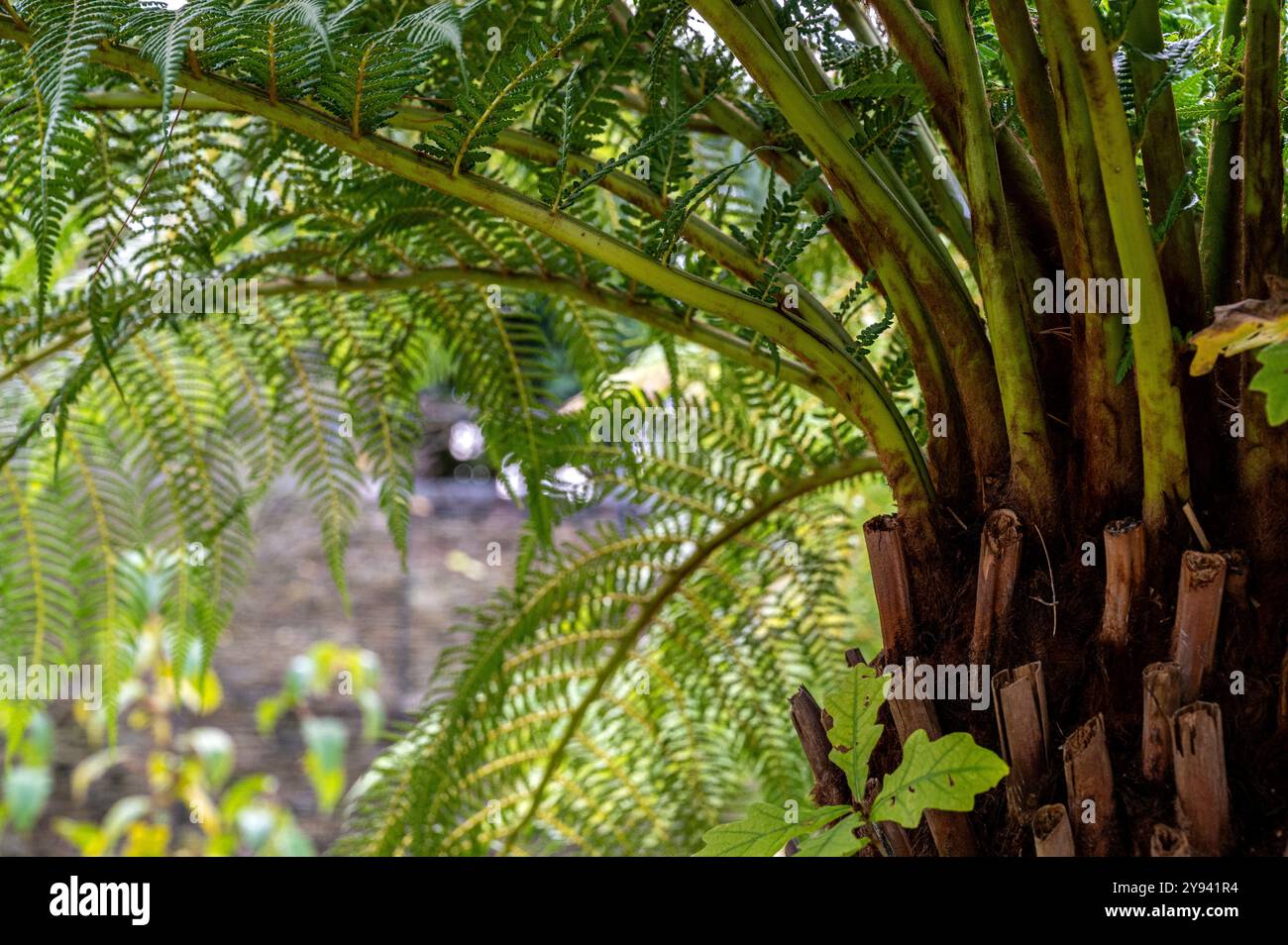 Dicksonia antarctica, Dicksoniaceae, Balantium antarcticum, soft tree ...