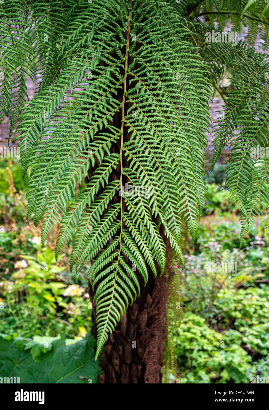Dicksonia antarctica, Dicksoniaceae, Balantium antarcticum, soft tree ...