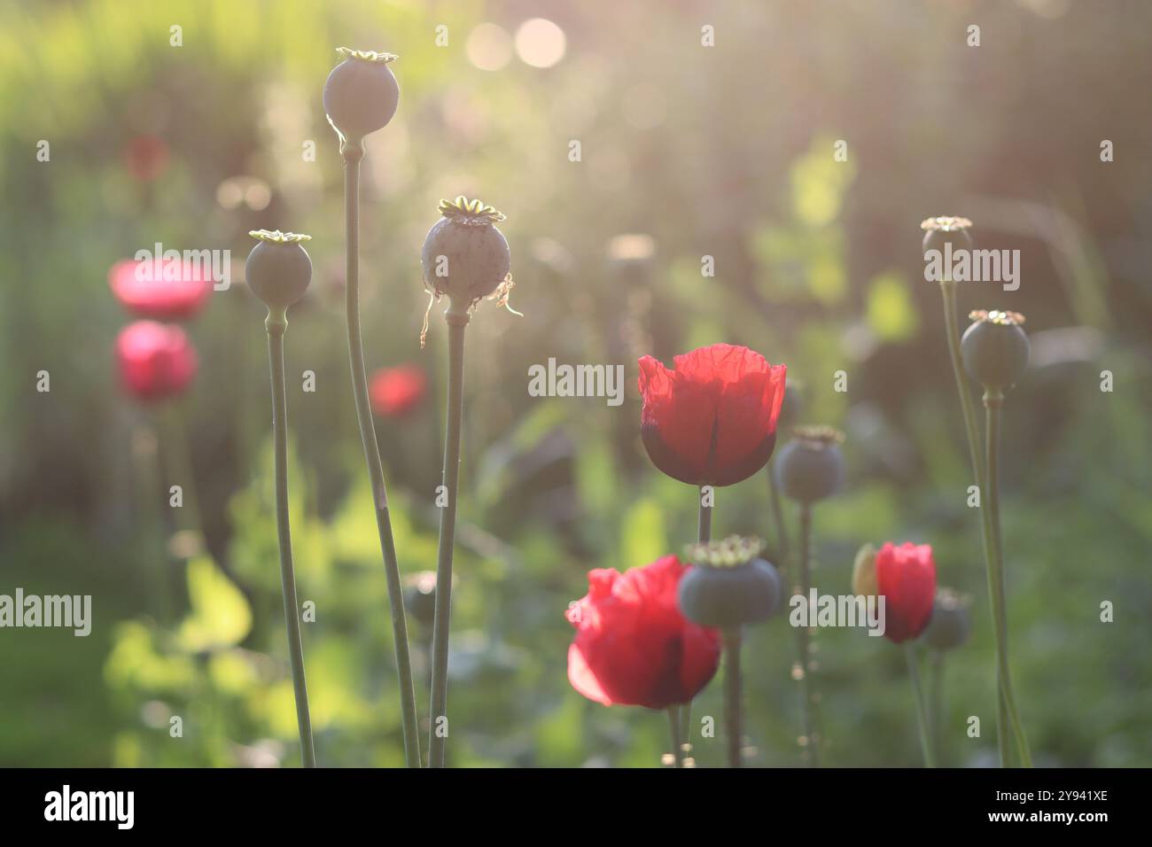 Several poppies in meadow close hi-res stock photography and images - Alamy