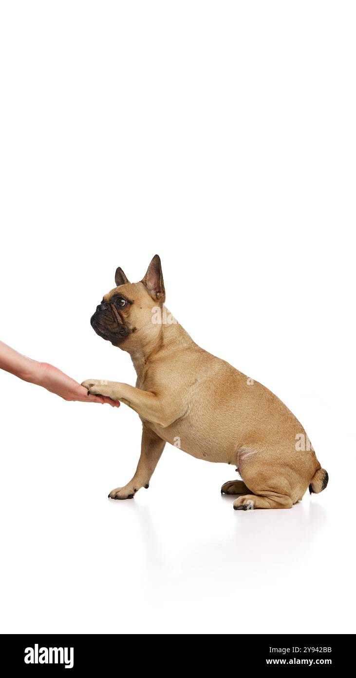 Little pug gives paw to unrecognizable person, its owner against white ...