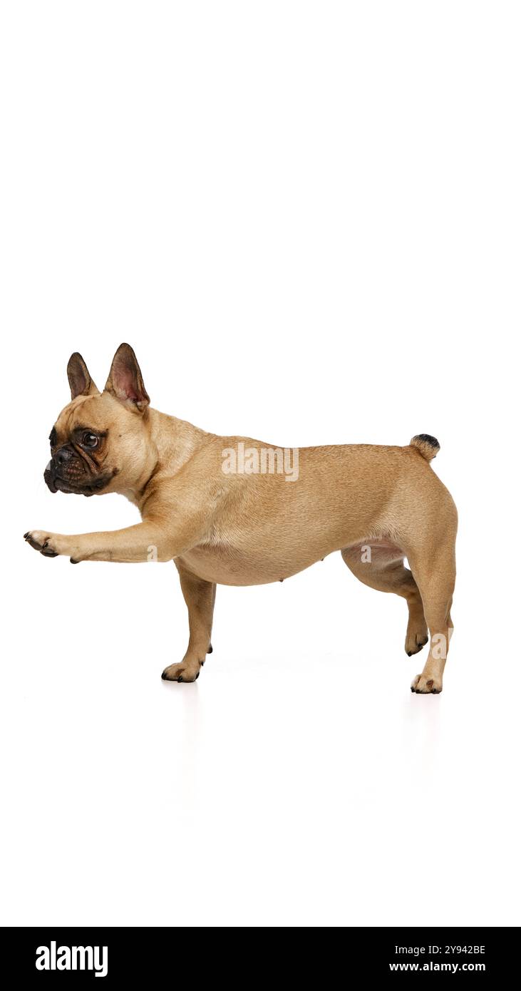 Tan French bulldog standing on three legs with front paw outstretched ...
