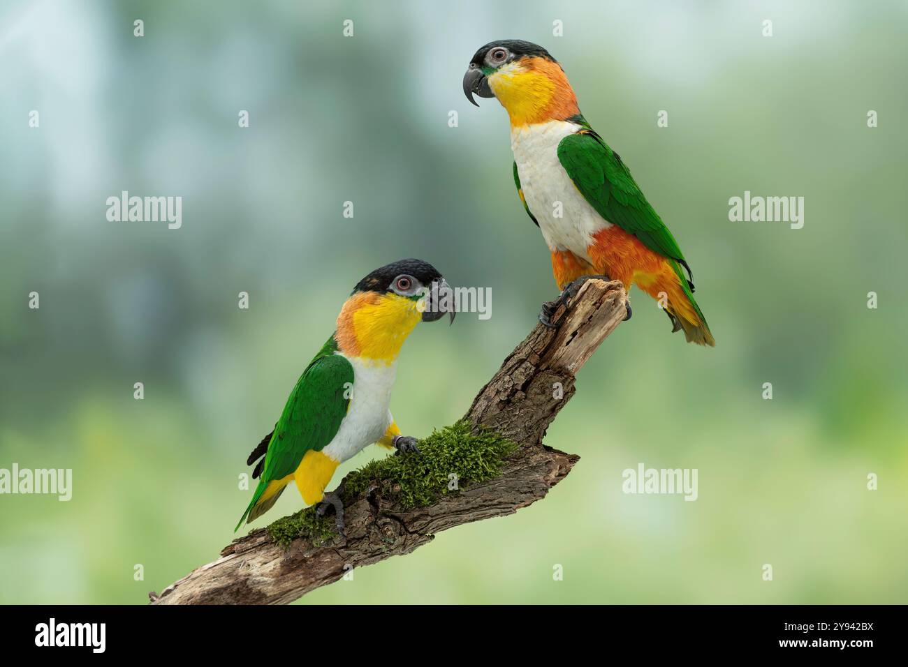 below the pallid caique, Pionites melanocephalus pallidus with yellow ...