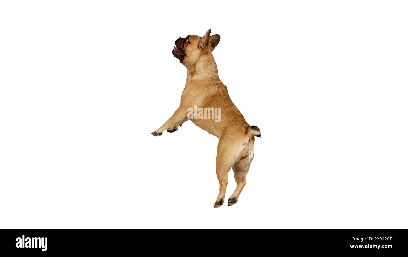 Tan French bulldog leaps into air, legs extended and tongue lolling out ...