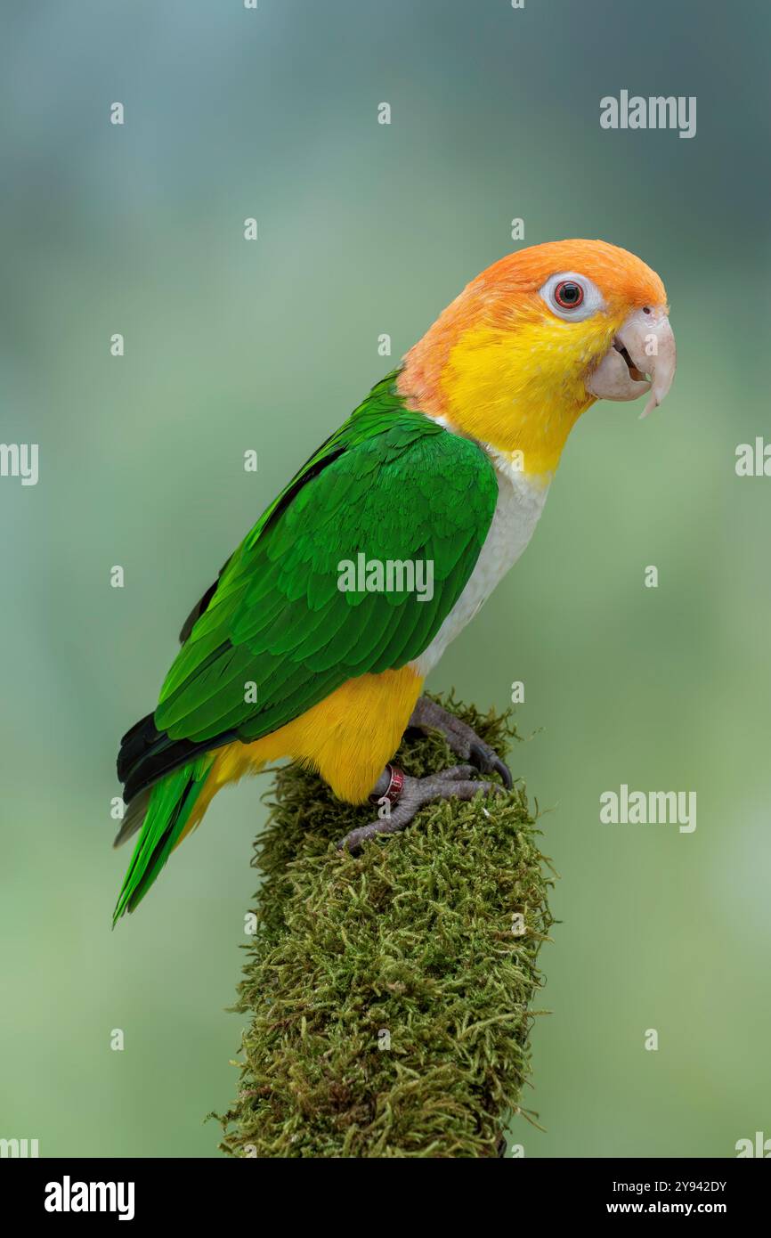 black-legged parrot Pionites leucogaster xanthomerius Stock Photo - Alamy