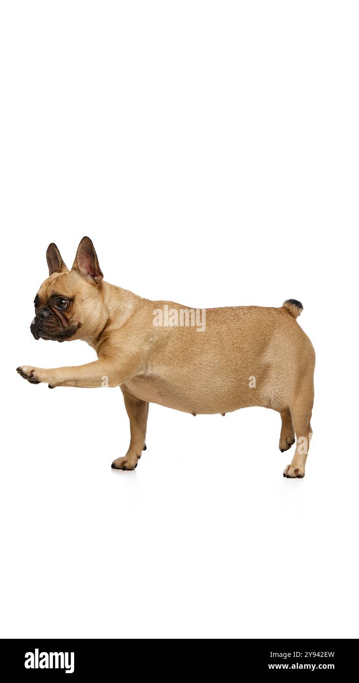 Playful pregnant pug stretches out its paw in playful gesture ...