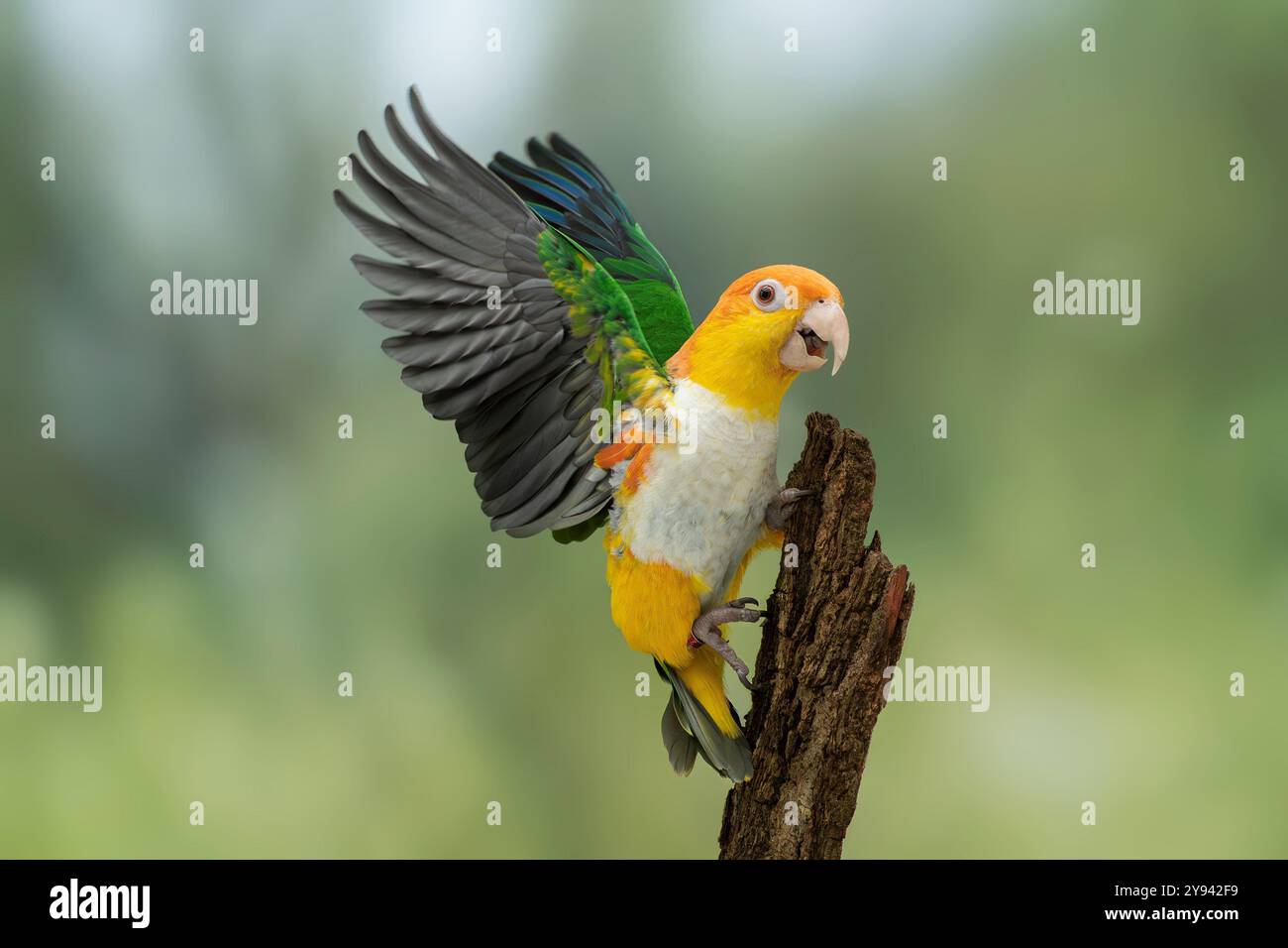 black-legged parrot Pionites leucogaster xanthomerius Stock Photo - Alamy