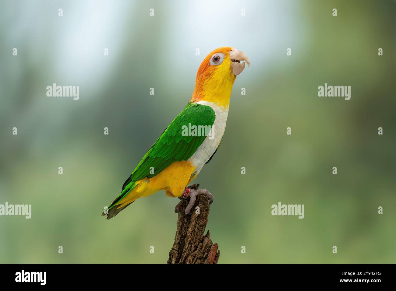 Pionites xanthomerius hi-res stock photography and images - Alamy