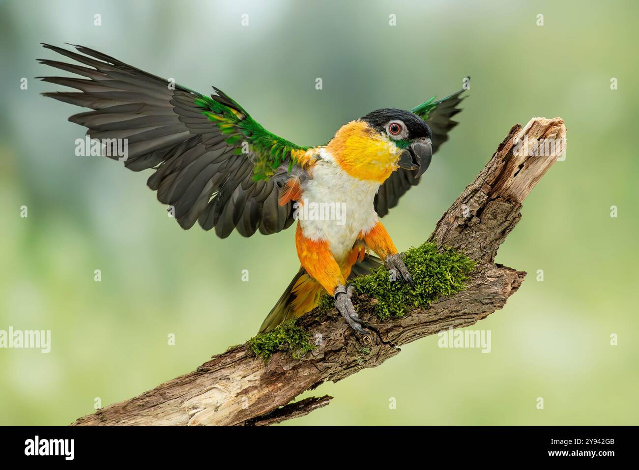 black-headed parrot, Pionites melanocephalus melanocephalus Stock Photo ...