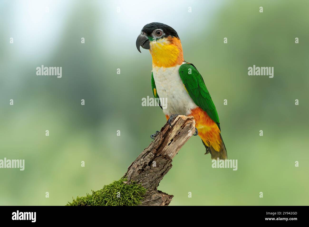black-headed parrot, Pionites melanocephalus melanocephalus Stock Photo ...