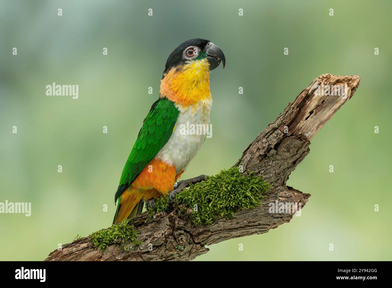 black-headed parrot, Pionites melanocephalus melanocephalus Stock Photo ...