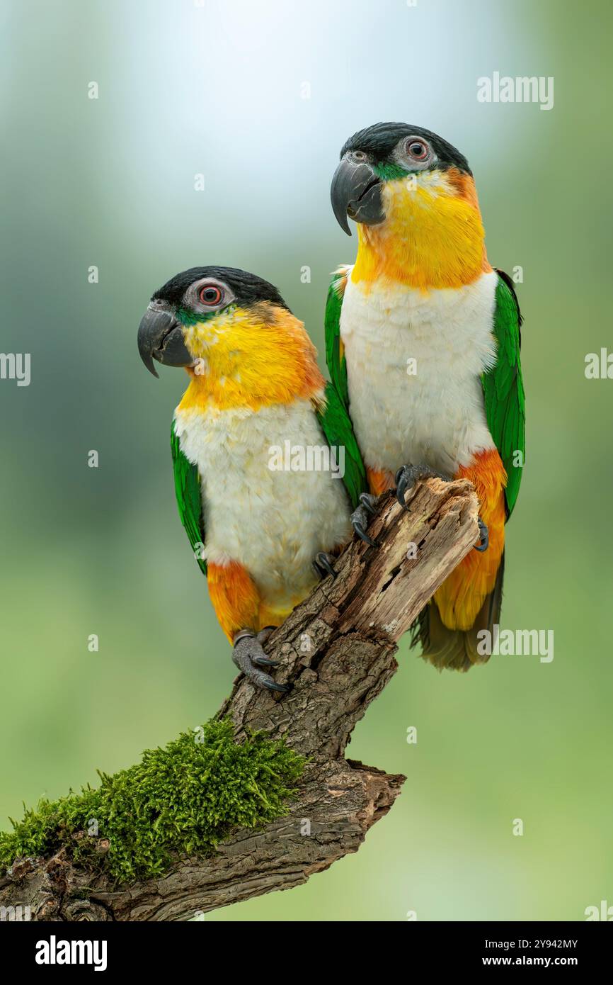 black-headed parrot, Pionites melanocephalus melanocephalus Stock Photo ...