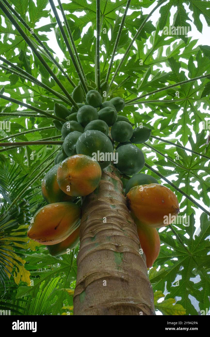 Florida food papaya hi-res stock photography and images - Alamy