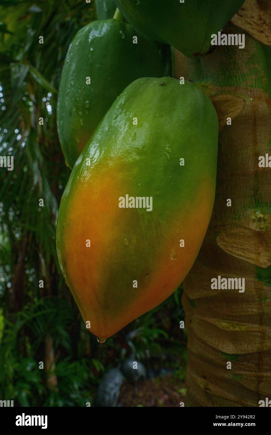 Growing papayas hi-res stock photography and images - Alamy