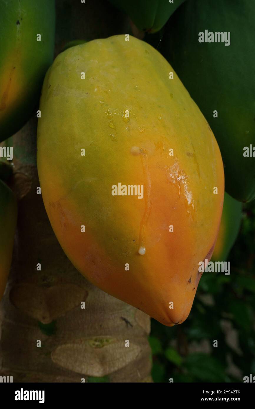 Growing papayas hi-res stock photography and images - Alamy