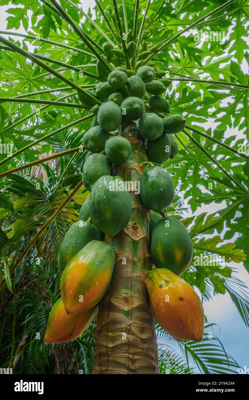 Florida food papaya hi-res stock photography and images - Alamy