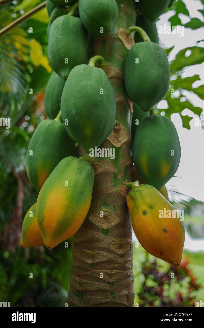 Growing papayas hi-res stock photography and images - Alamy