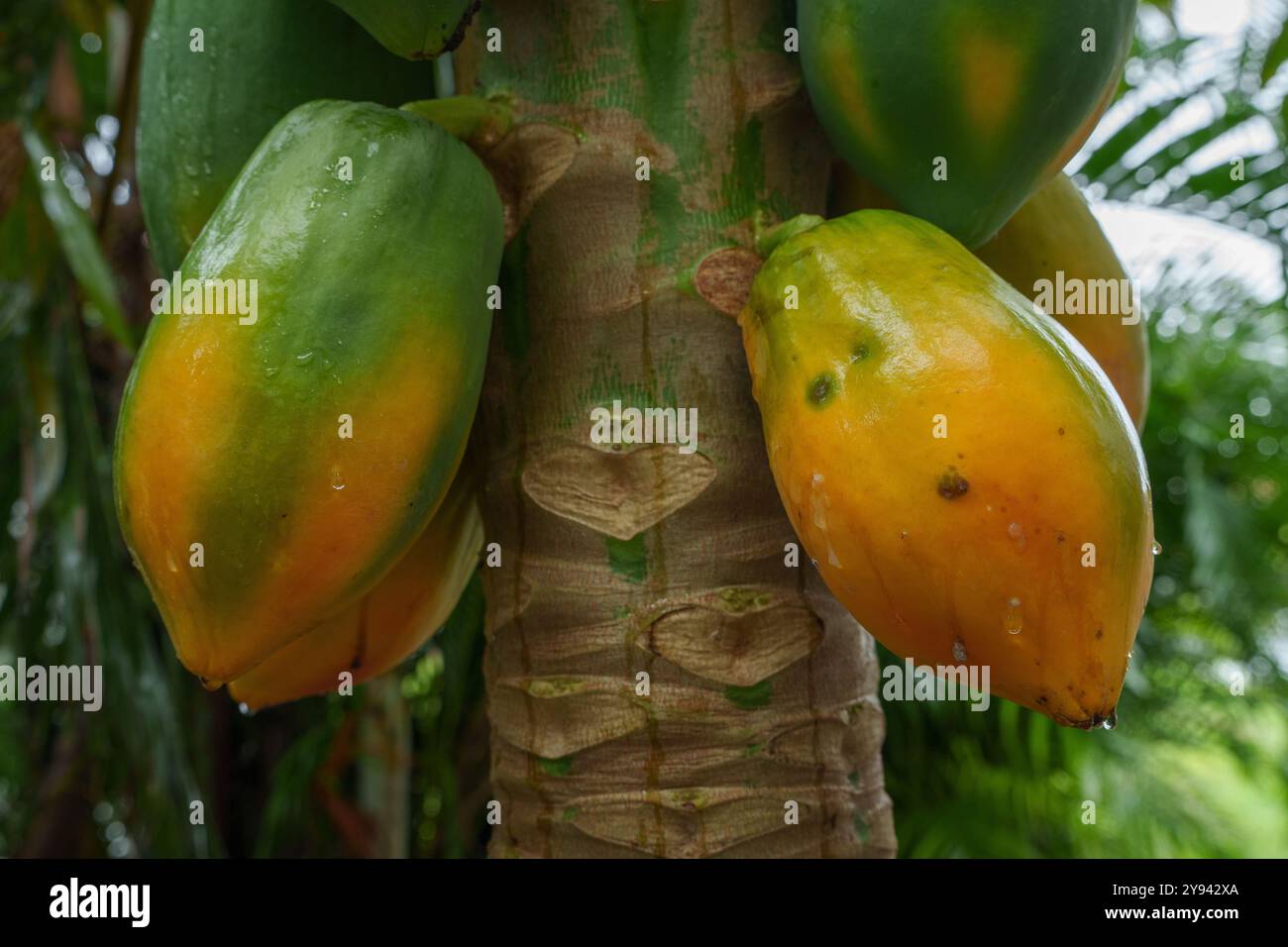 Florida food papaya hi-res stock photography and images - Alamy