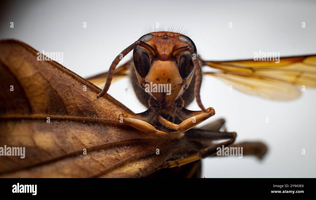 Side view profile hornet hi-res stock photography and images - Alamy