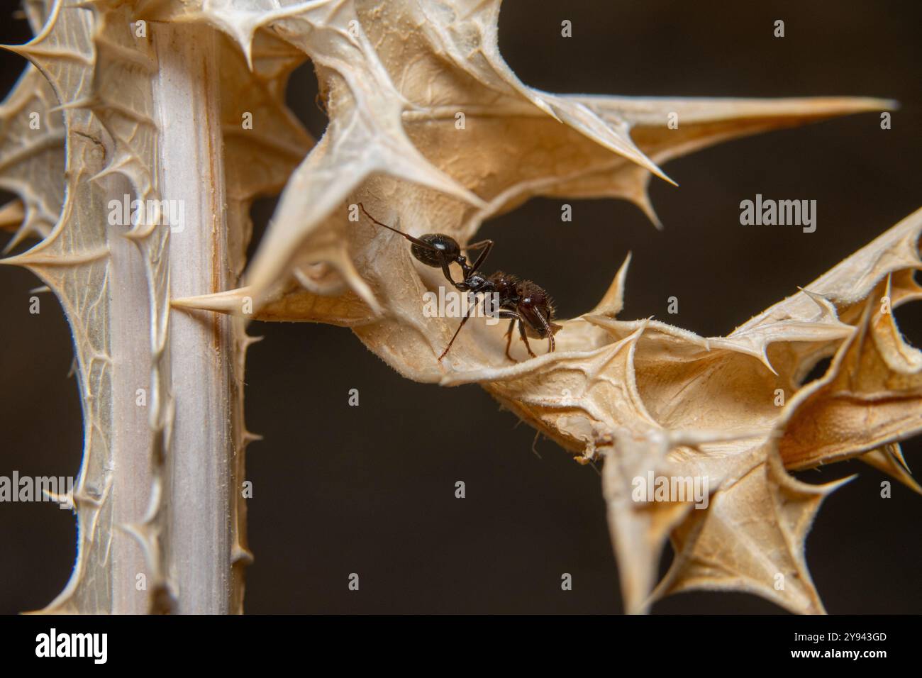 A detailed macro photography shot capturing an ant navigating the spiky ...