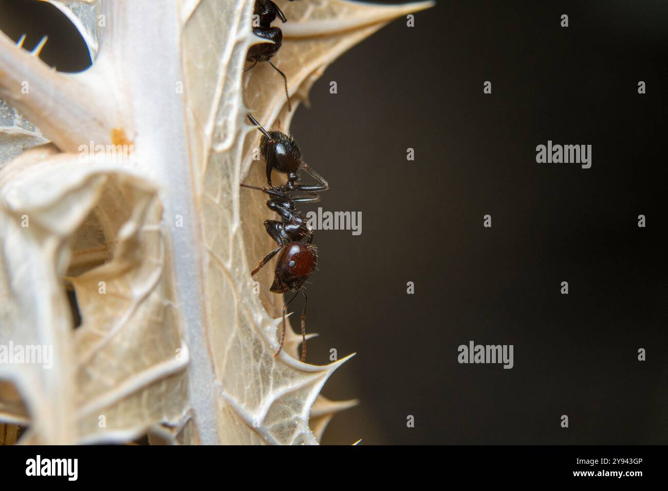 Macro photography capturing two ants navigating the spiky terrain of a ...