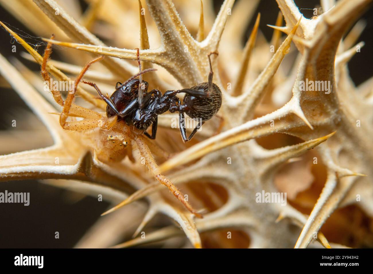A close-up image showcasing two ants engaging on the spiky surface of a ...