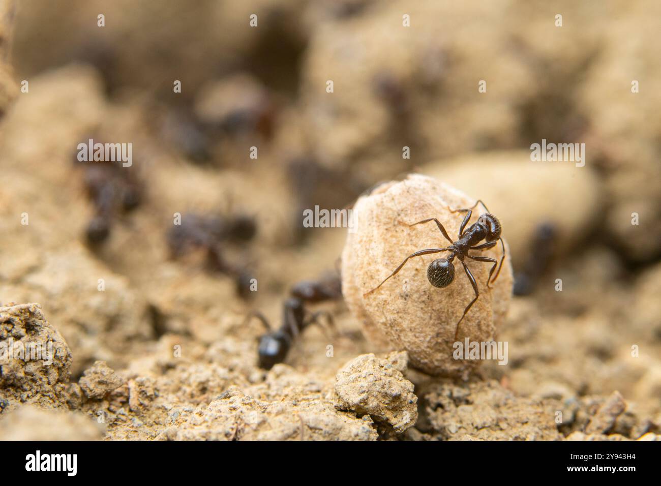 A close-up shot that captures the industrious nature of ants as they ...
