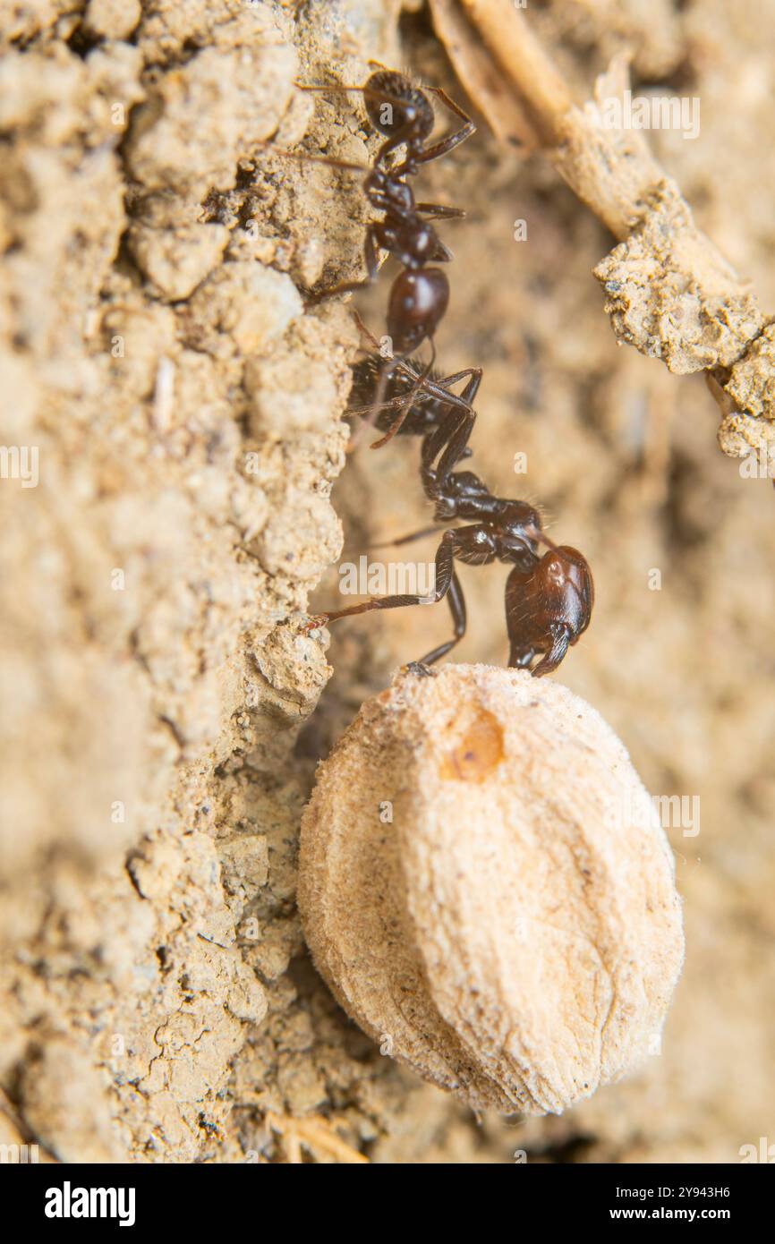Close-up capture of ants demonstrating teamwork as they move an object ...