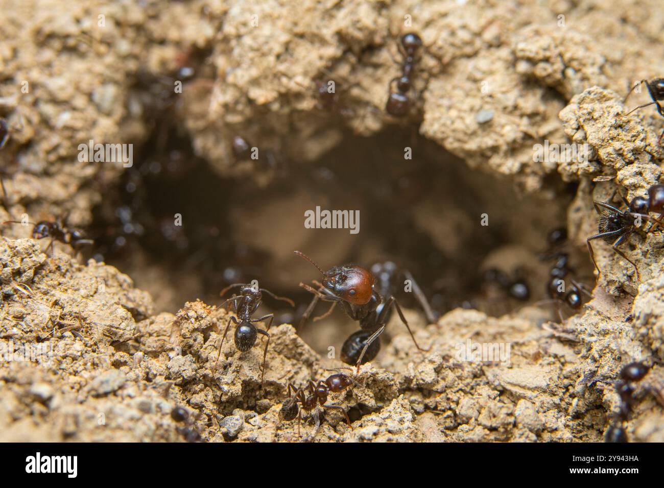 Close-up of ants entering and exiting an anthill, showcasing their ...