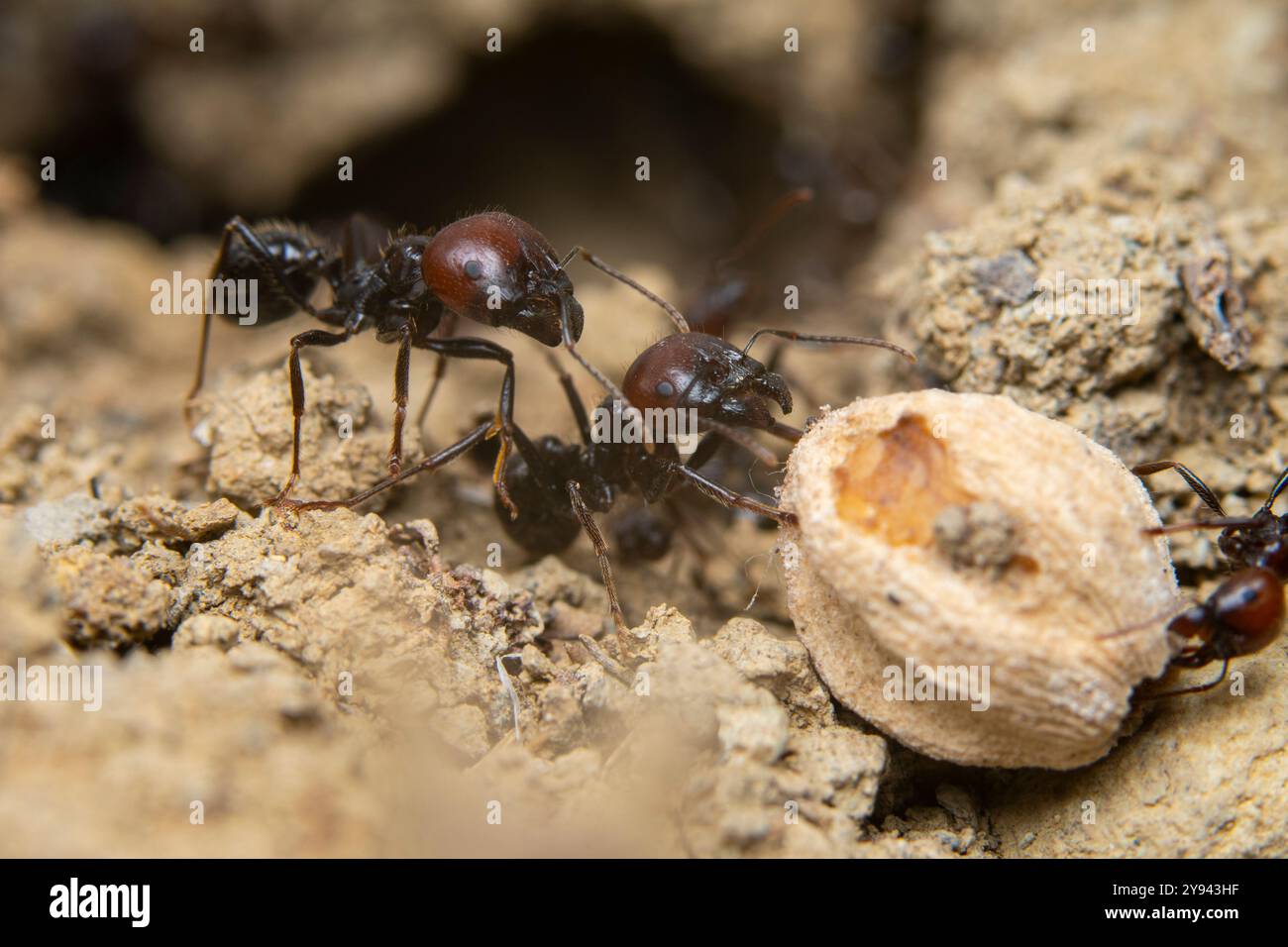 Macro shot capturing the detailed teamwork of ants as they move a seed ...