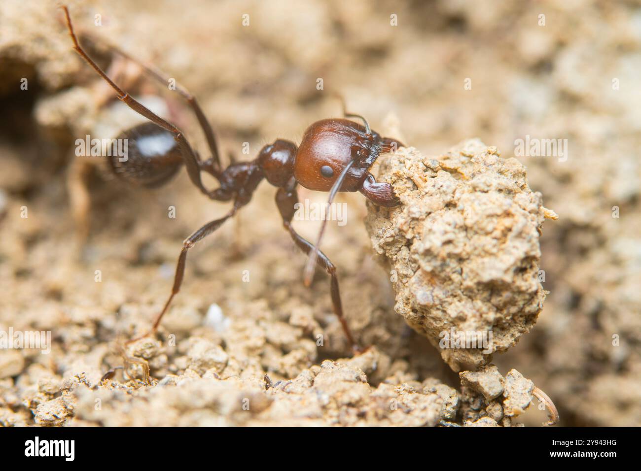 Macro image of a strong ant carrying a large pebble, showcasing ...
