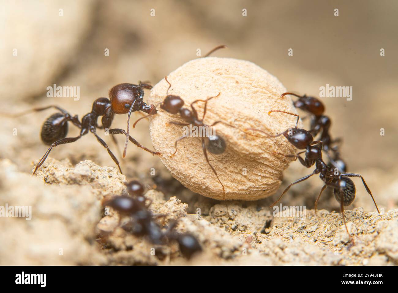 A close-up image of several ants cooperating to transport a large seed ...
