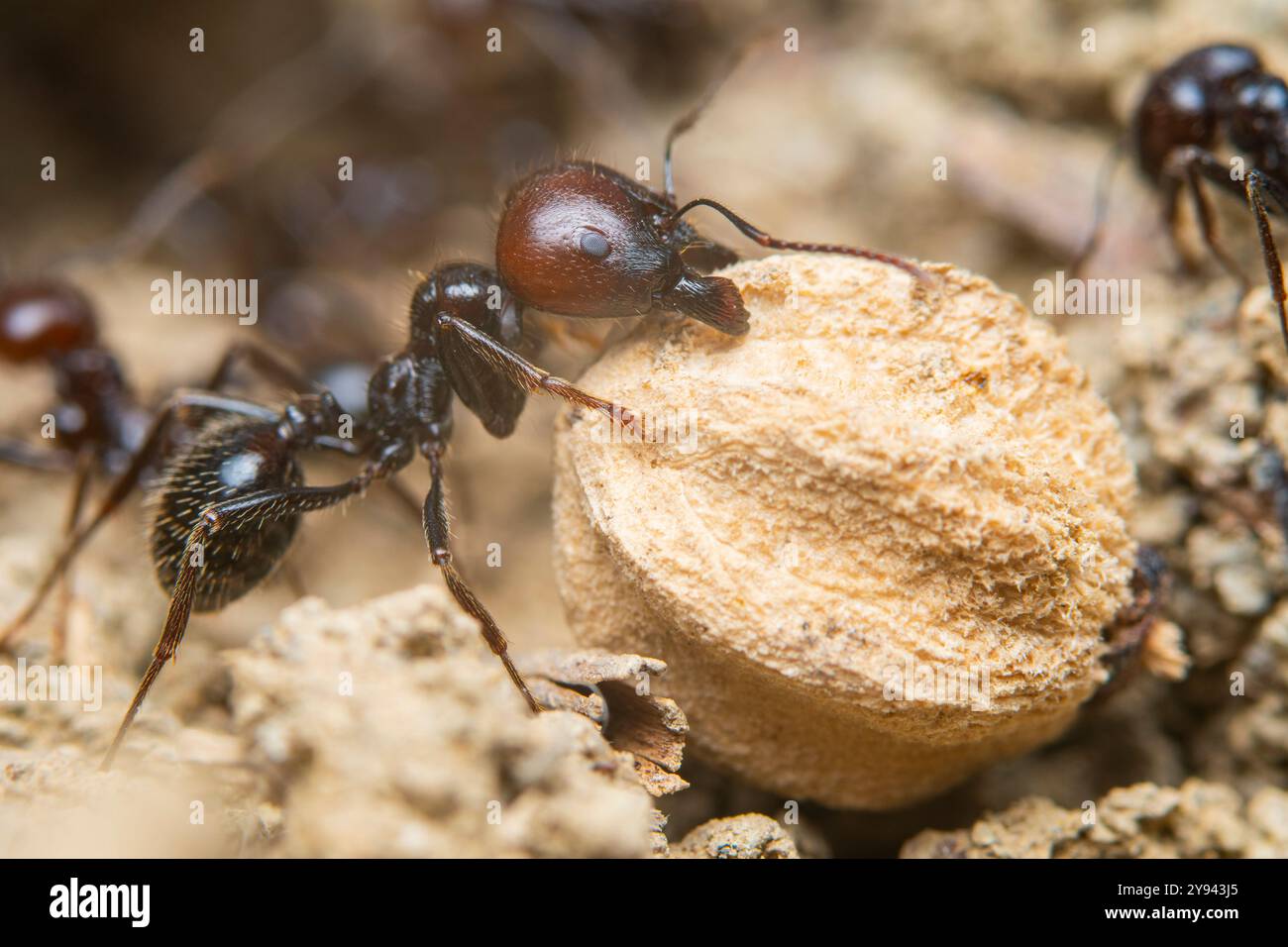 Macro shot capturing the detailed teamwork of ants as they move a seed ...