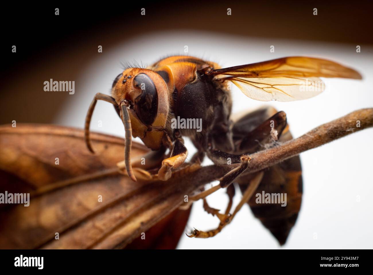 Side view of European Hornet resting on dried leaf with white ...