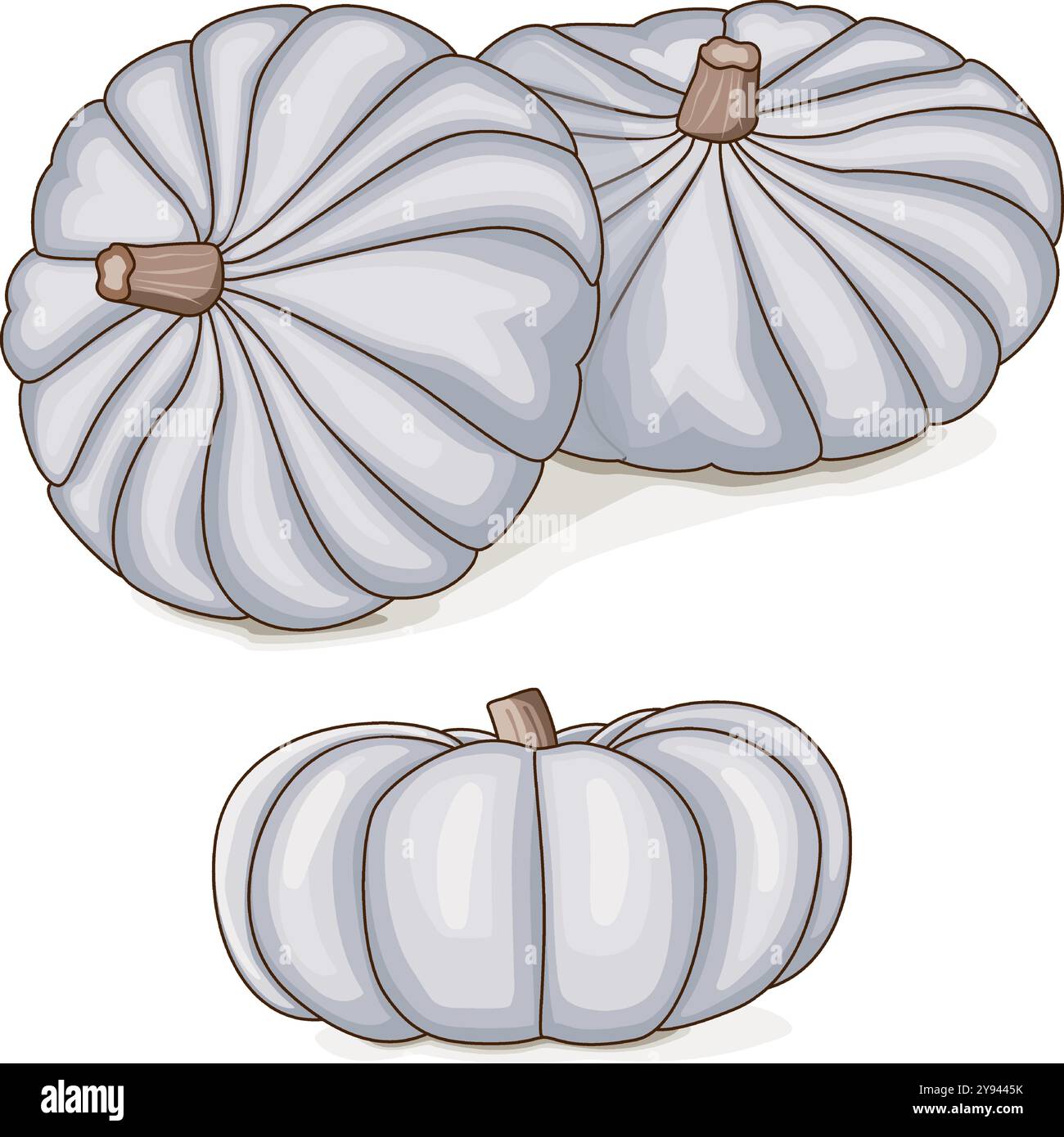 Group of White Valenciano pumpkin. Winter squash. Cucurbita maxima ...