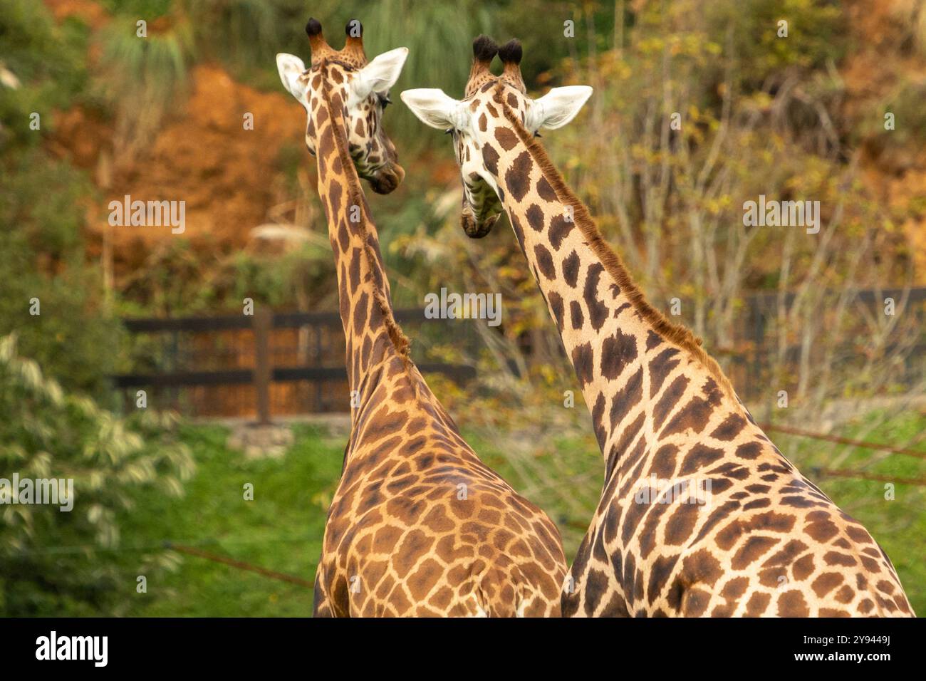 A captivating view of the backs of two giraffes, showing their unique ...