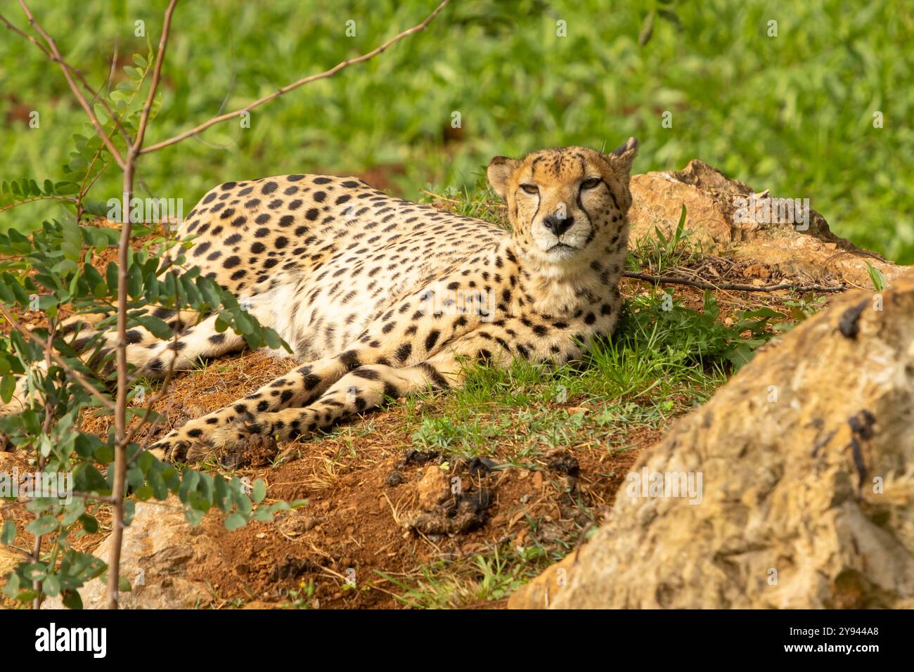 A serene cheetah lies comfortably among lush green foliage, its spotted ...
