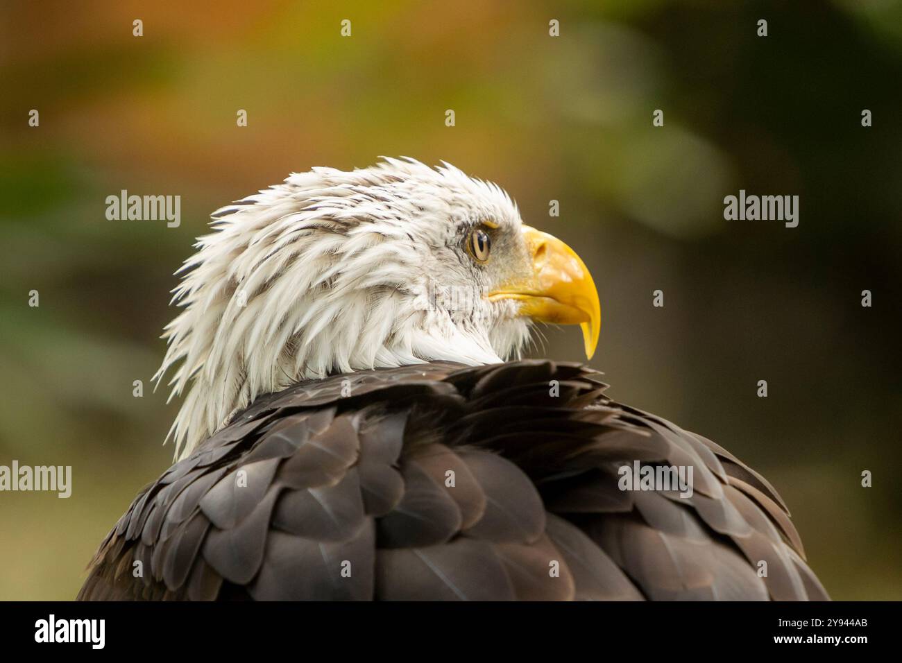 A close-up shot capturing the detailed features of a majestic bald ...