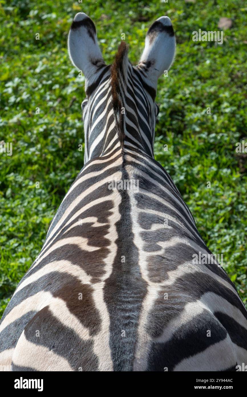 Perspective of the back and head of a zebra, highlighting the intricate ...