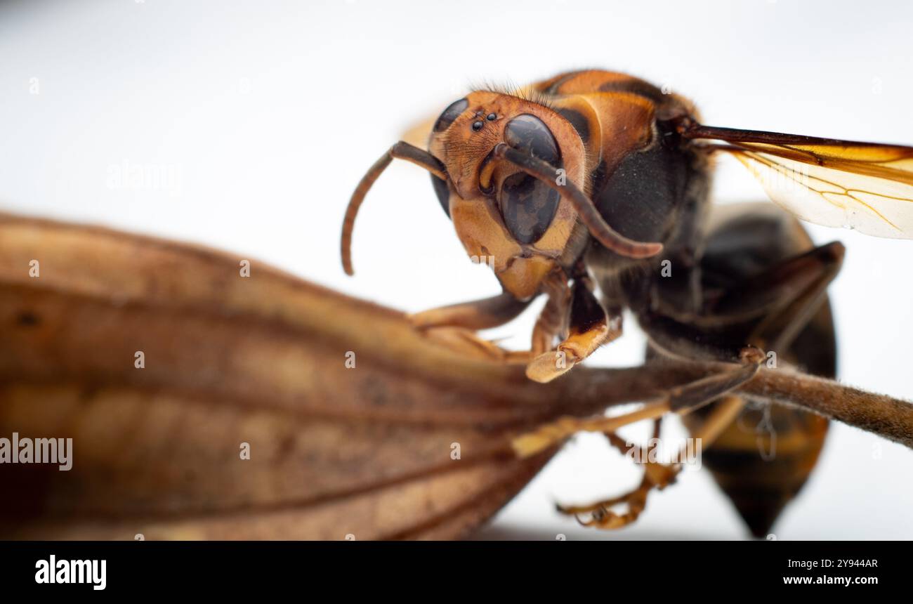 Side view of European Hornet resting on dried leaf with white ...