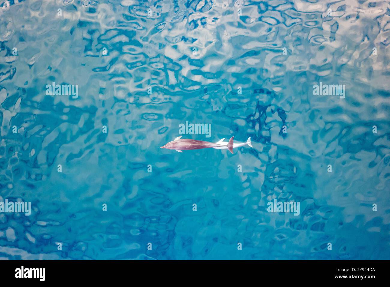 Aerial shot of a dolphin and its calf swimming in crystal-clear blue ...