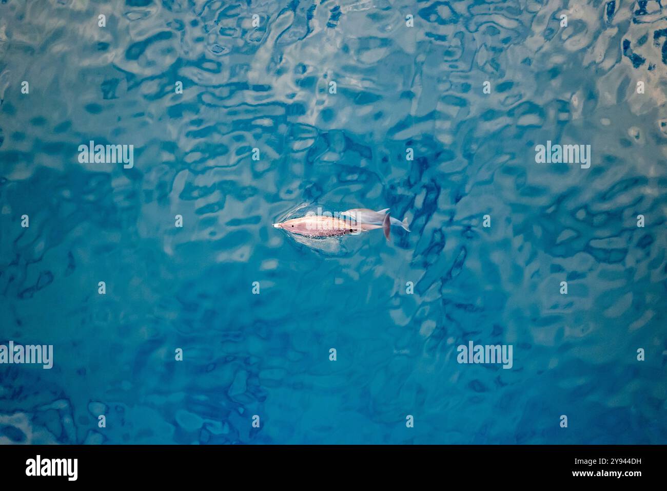 Aerial shot of a dolphin and its calf swimming in crystal-clear blue ...