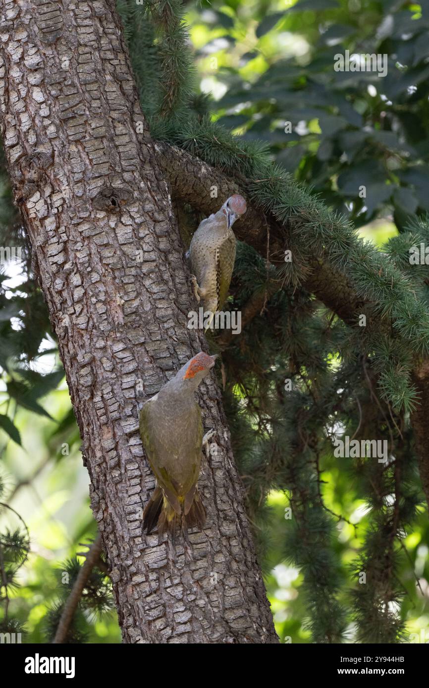 Two distinctive woodpeckers hi-res stock photography and images - Alamy