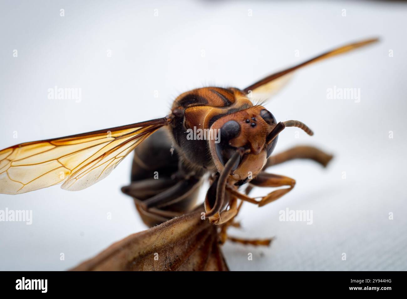 Side view of European Hornet resting on dried leaf with white ...