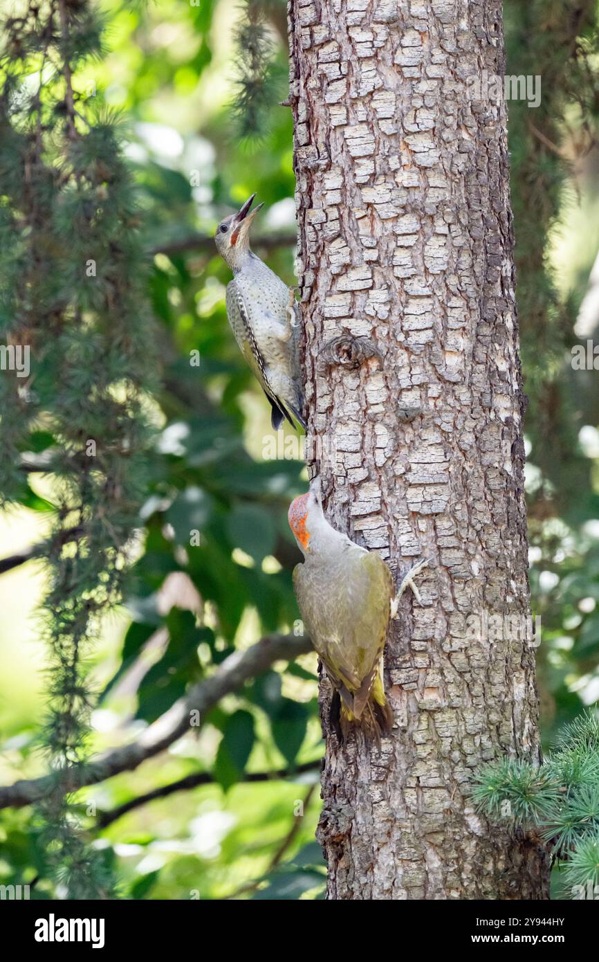 Two Iberian Woodpeckers cling to the rugged bark of a tree in the Swiss ...