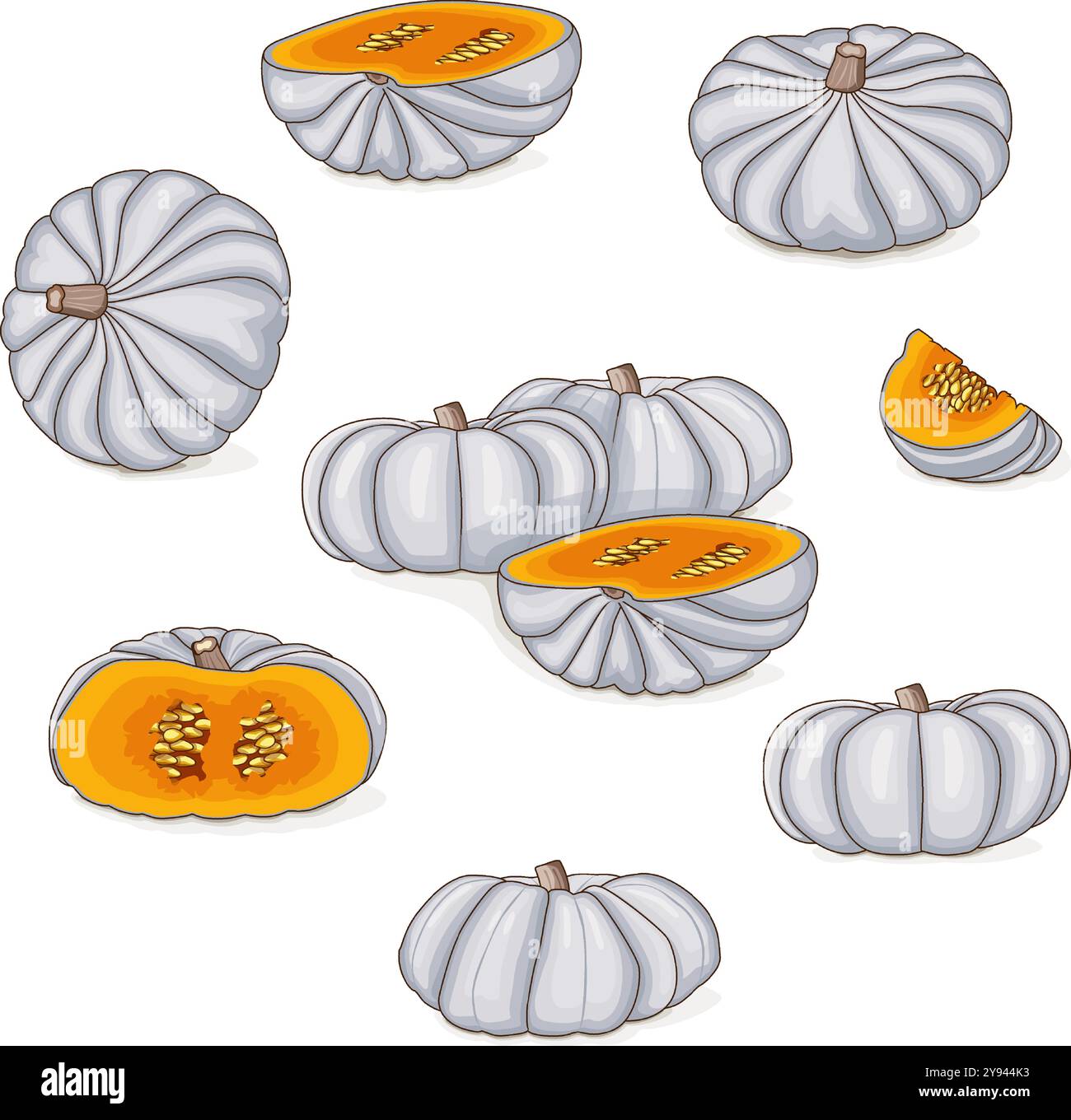 Set of White Valenciano pumpkin. Winter squash. Cucurbita maxima ...